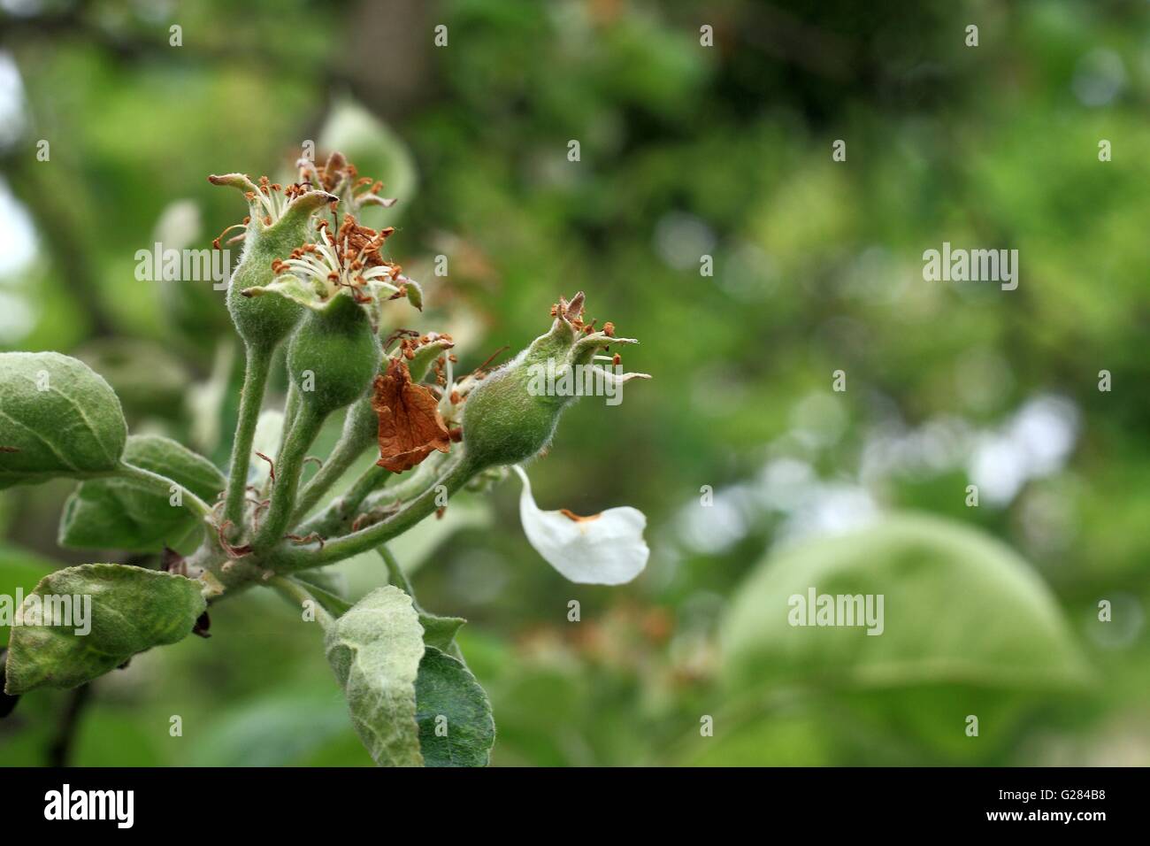 Apple tree lost blossom, apples are growing Stock Photo - Alamy
