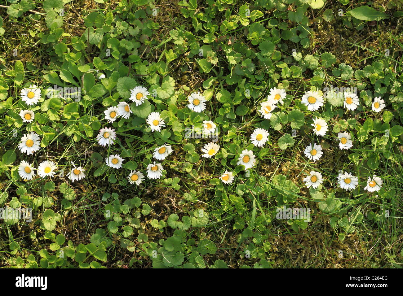 Love sign made of daisy flowers Stock Photo - Alamy