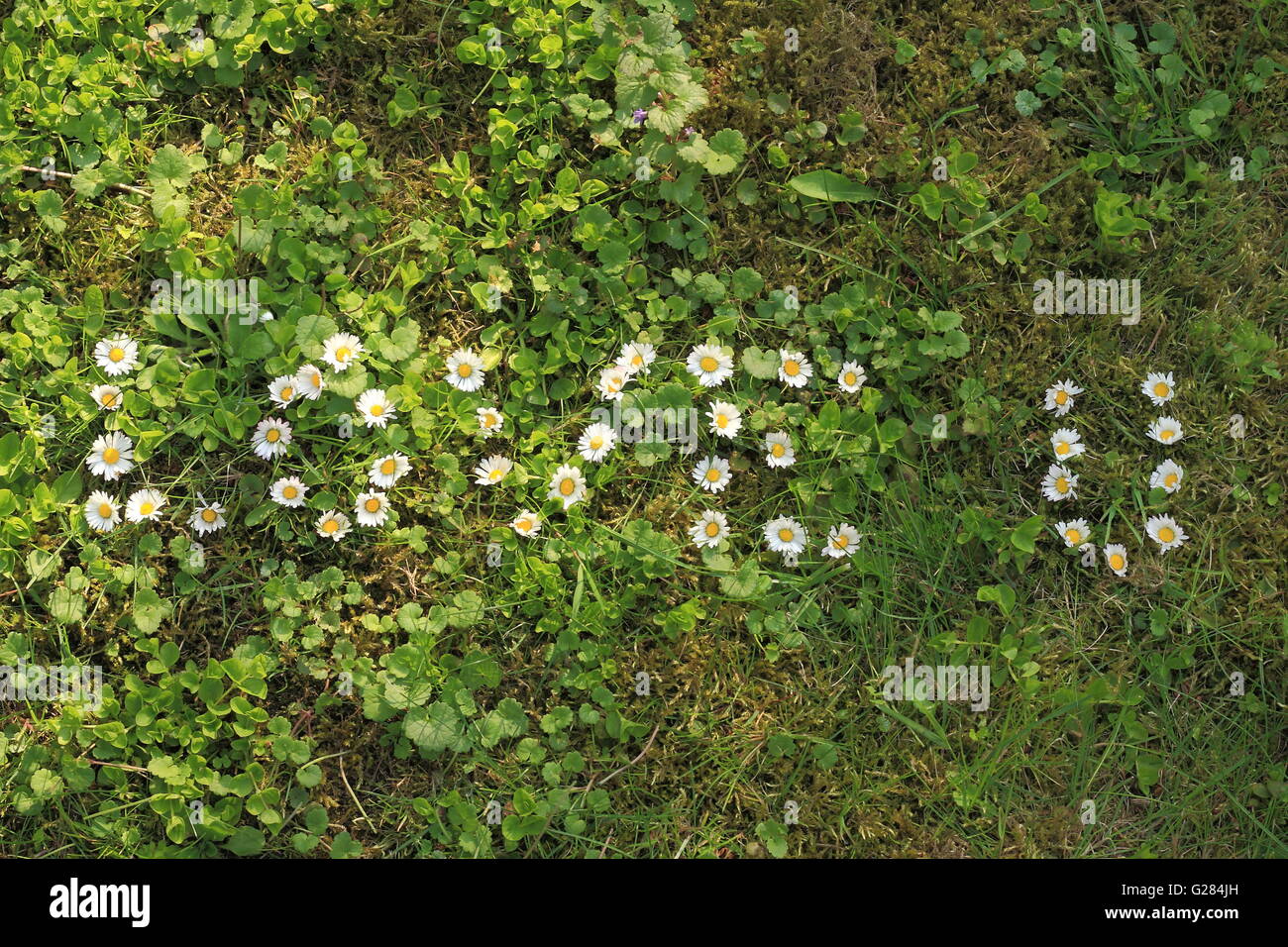 Love u sign made of daisy flowers Stock Photo - Alamy
