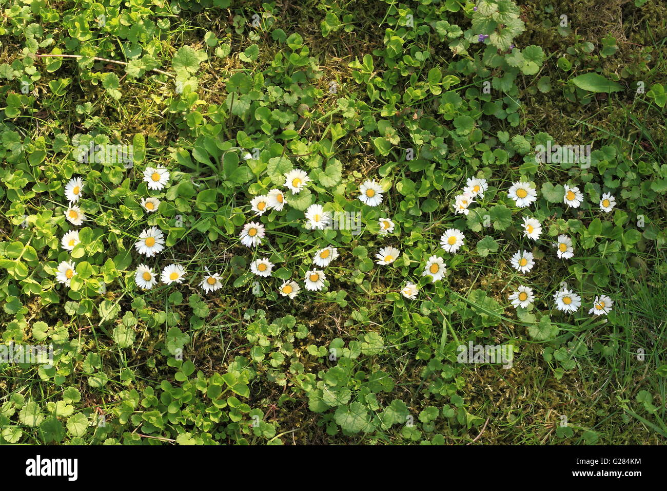 I love sign made of daisy flowers Stock Photo - Alamy