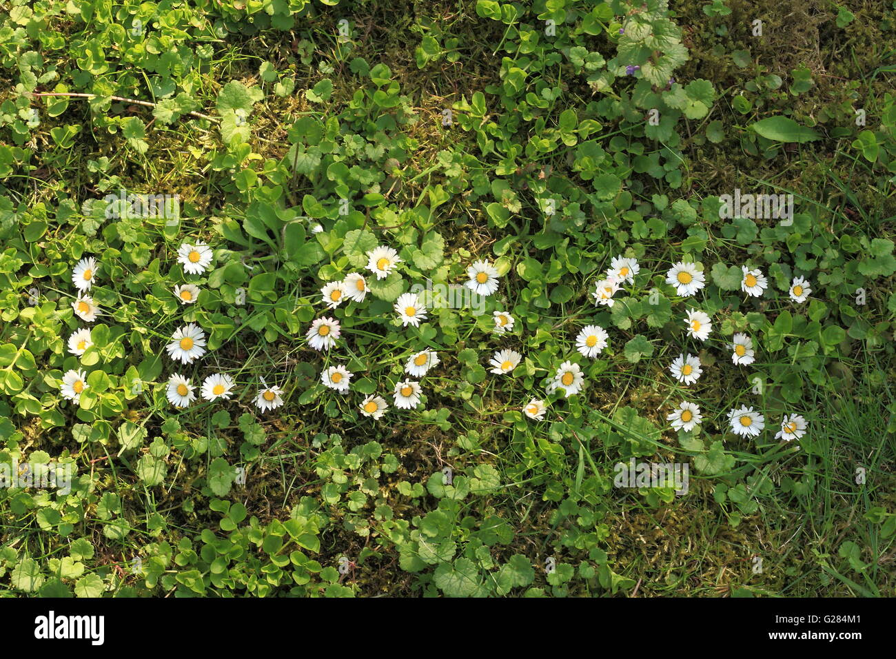 I love sign made of daisy flowers Stock Photo - Alamy
