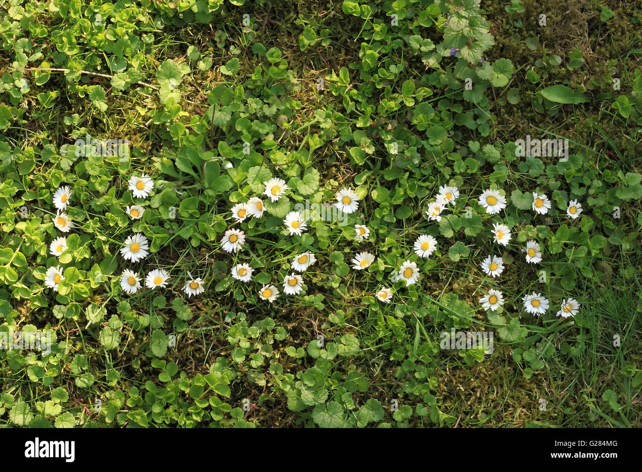 I love sign made of daisy flowers Stock Photo - Alamy