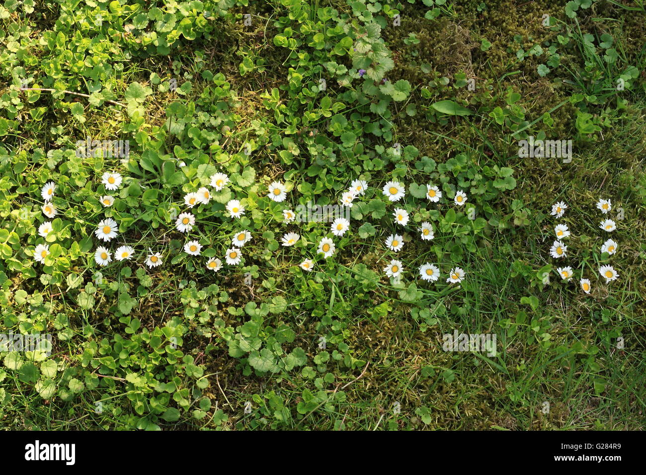 I love u sign made of daisy flowers Stock Photo - Alamy