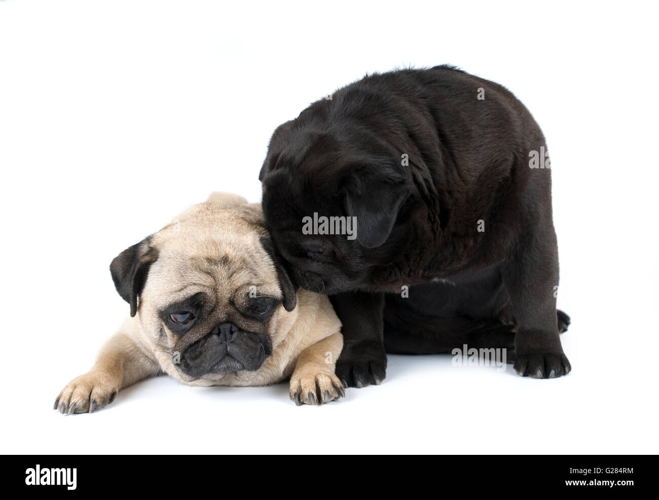Purebred pugs hi-res stock photography and images - Alamy