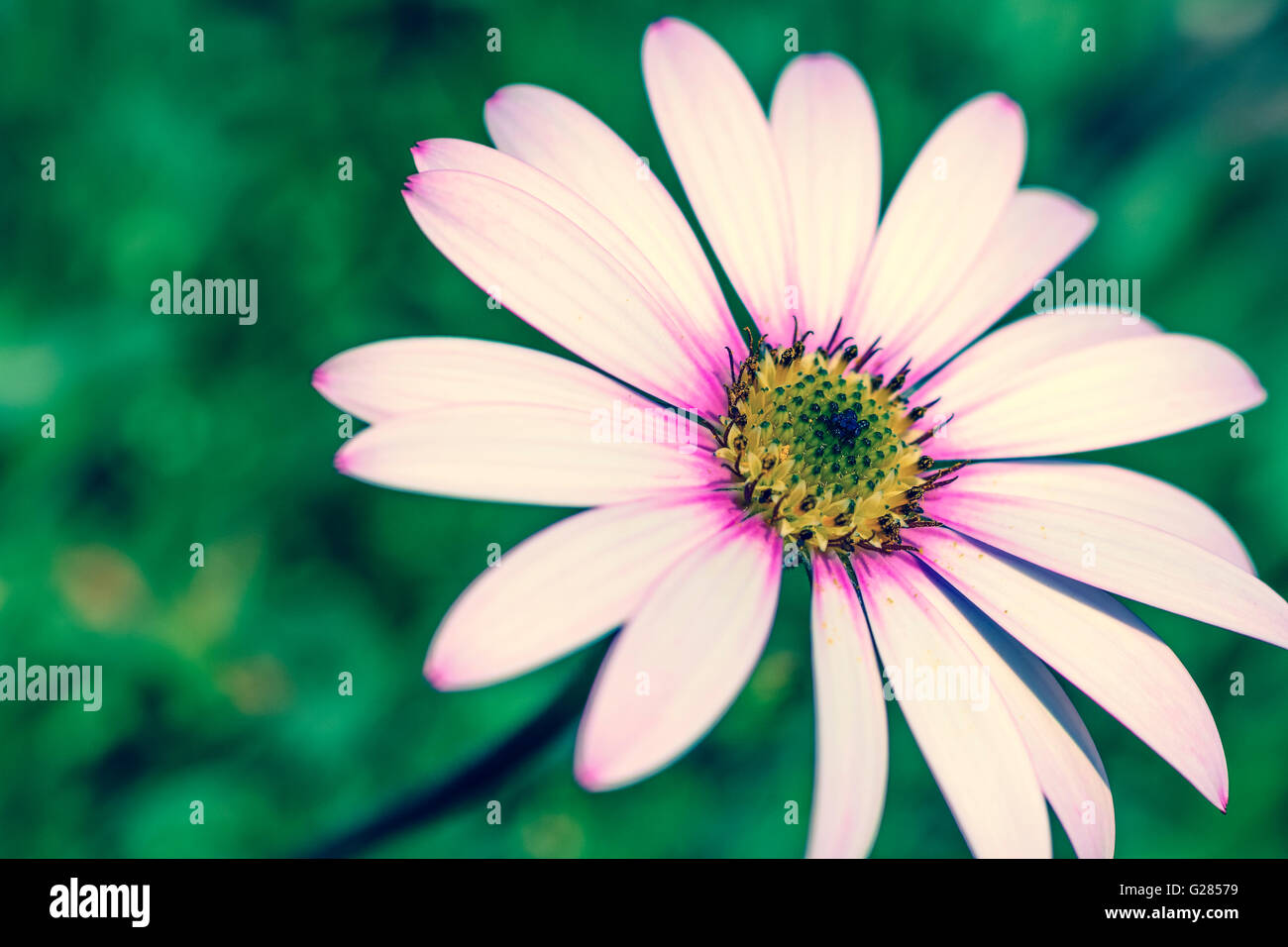 Cape daisy flower Stock Photo - Alamy