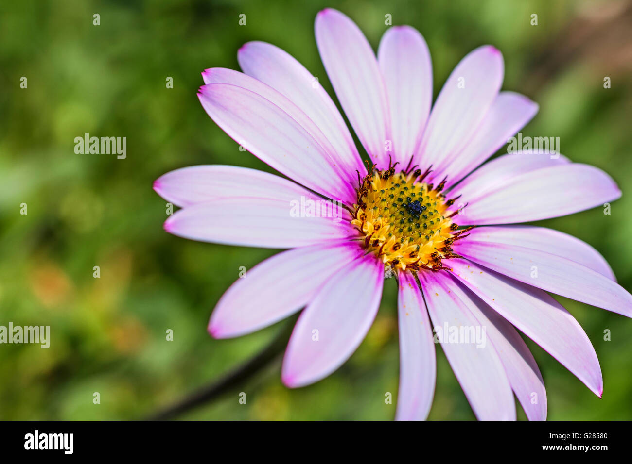 Cape daisy flower Stock Photo - Alamy