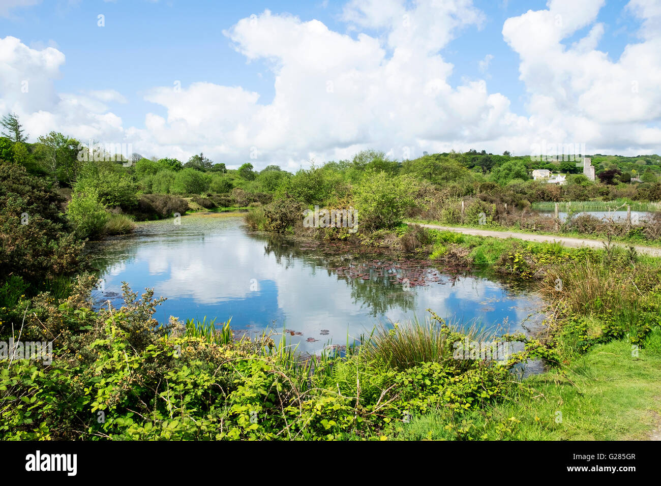 Ponds created for wildlife in the Bissoe Valley, Cornwall, England, UK ...