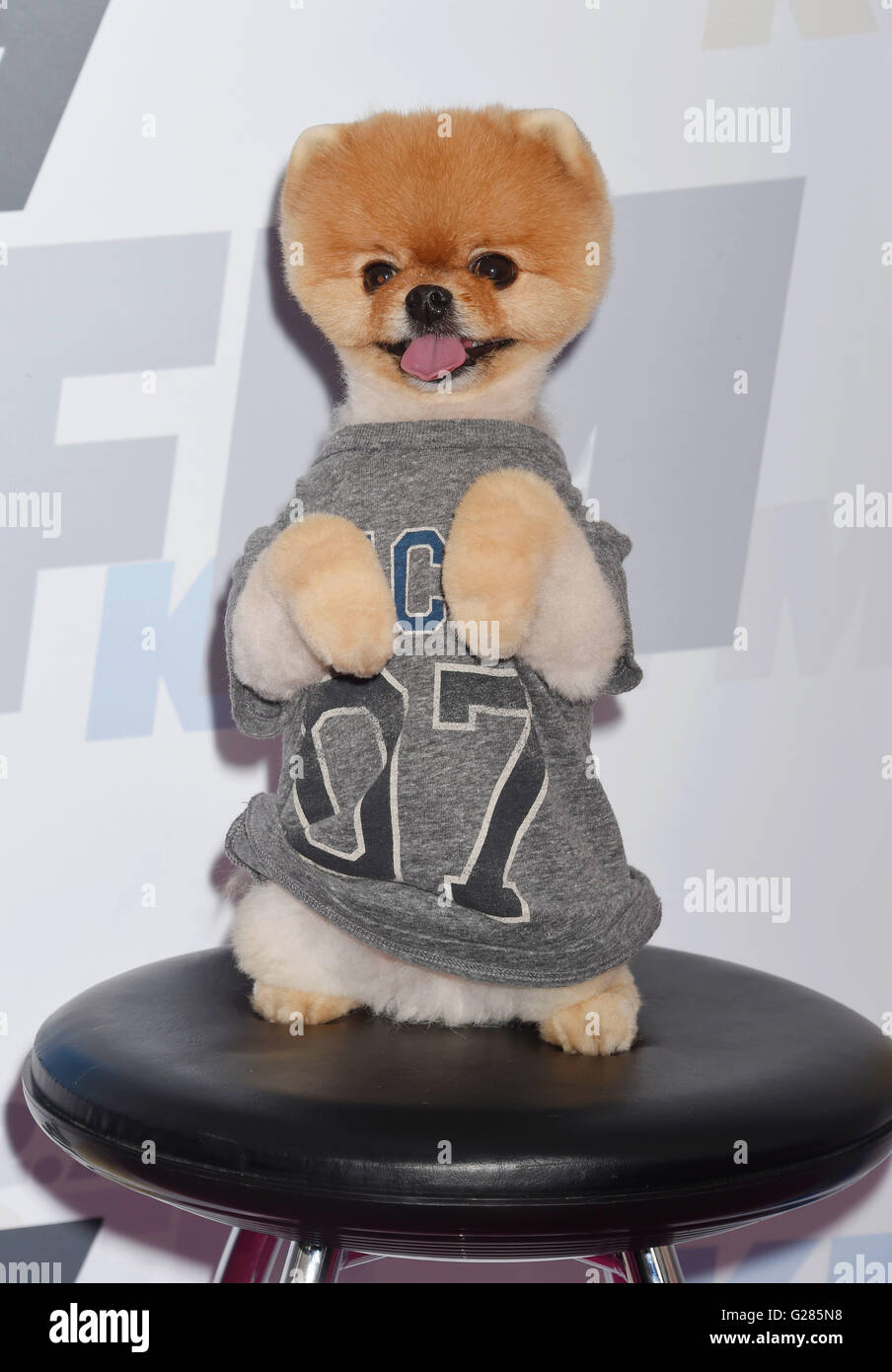 JIFF POM The Dog in May 2016. Photo Jeffrey Mayer Stock Photo - Alamy