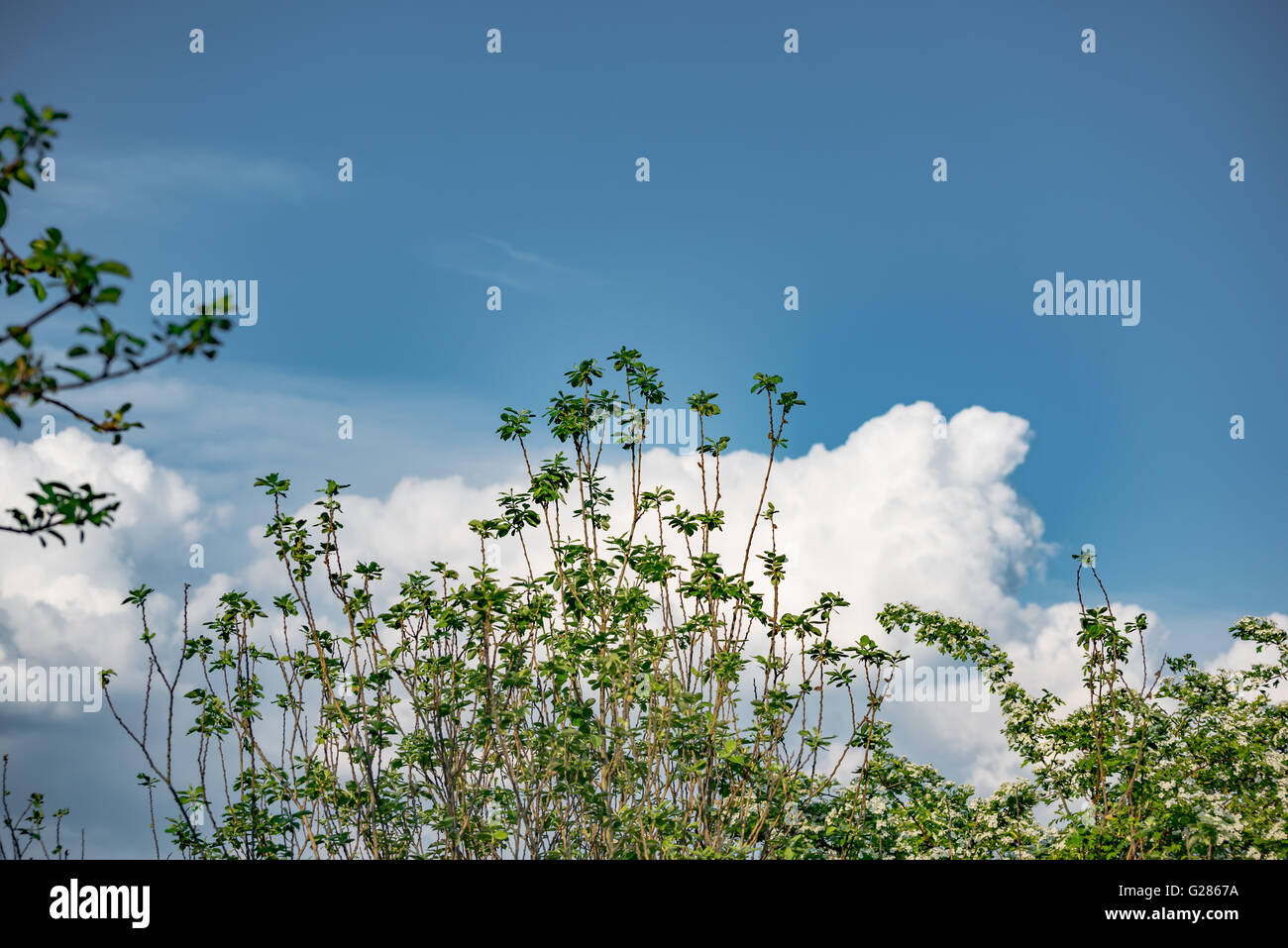 Spring tree with fresh green leaves Stock Photo - Alamy
