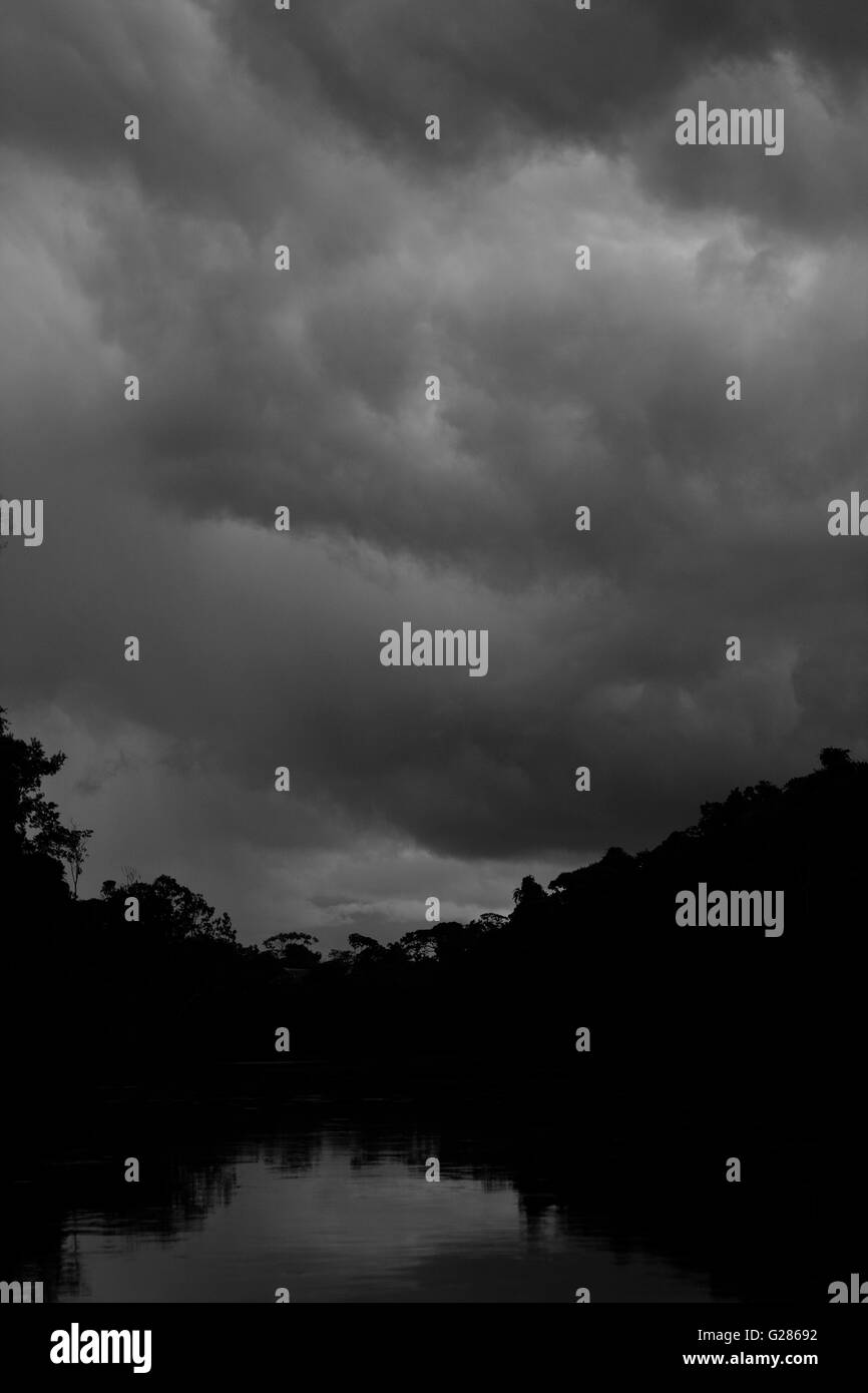 Tropical jungle rain forest Black and White Stock Photos & Images - Alamy
