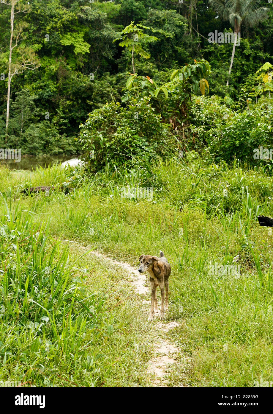 Amazon rainforest peru hi-res stock photography and images - Alamy