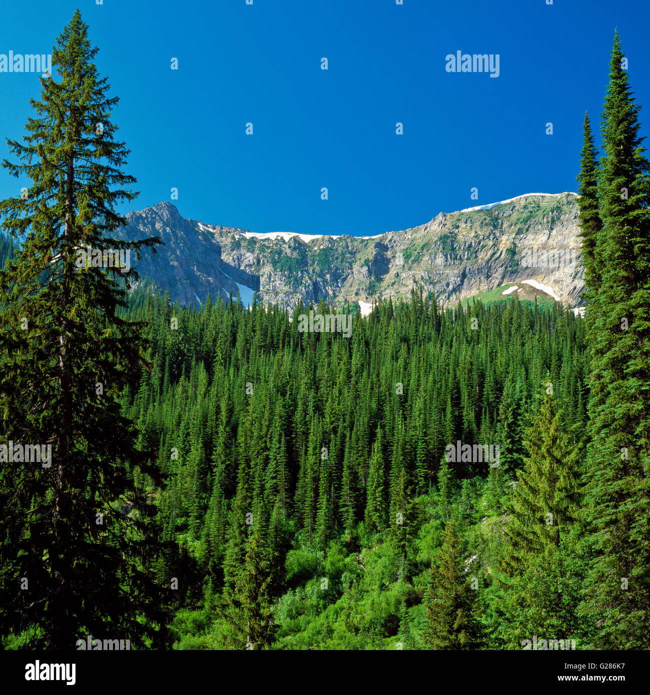 eagle cliff in the bitterroot mountains of lolo national forest near ...