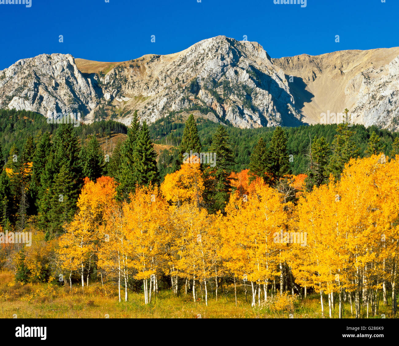 aspen in fall color below the bridger range near bozeman, montana Stock ...