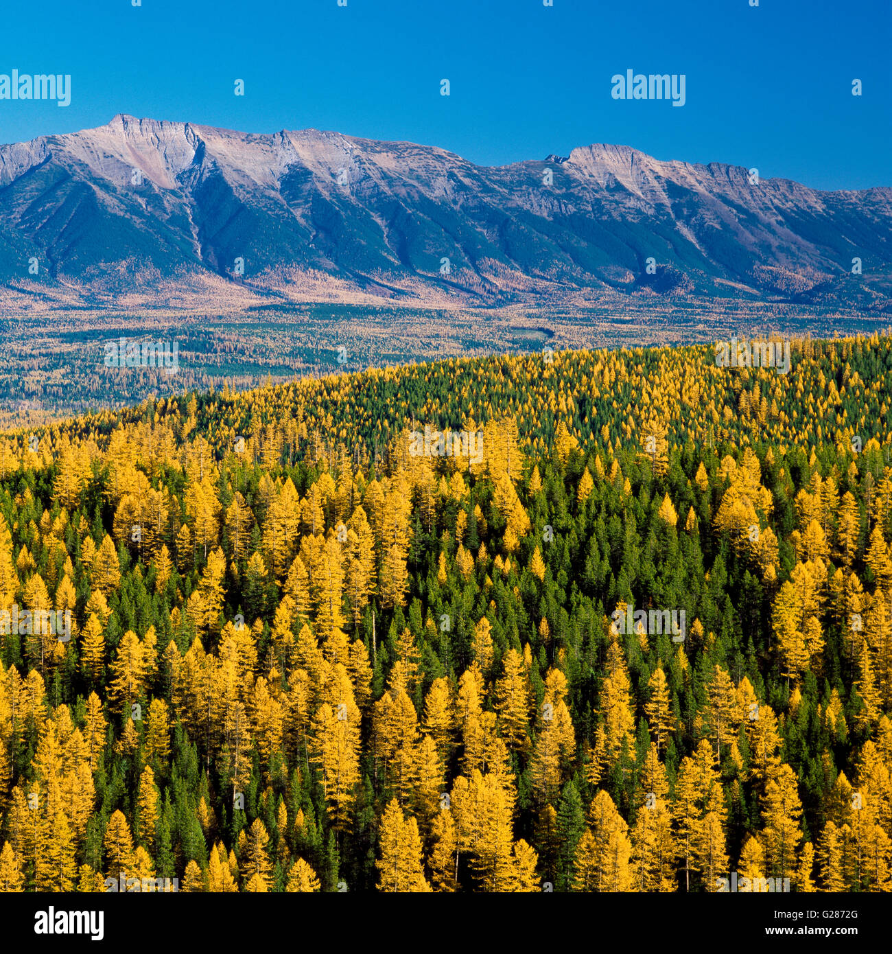 swan range above the seeley-swan valley and foothills with larch in ...