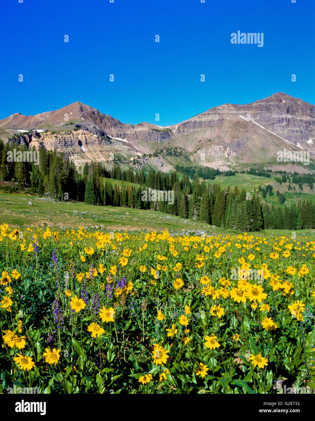 Montana yellowstone wildflowers hi-res stock photography and images - Alamy