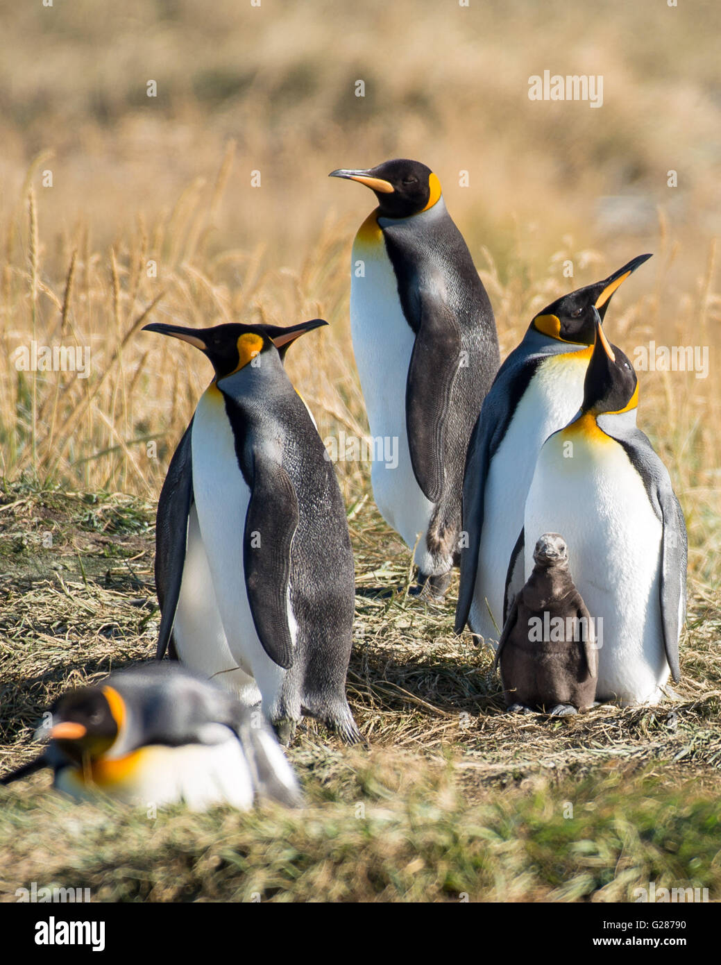 King Penguins Pinguino Rey Stock Photo - Alamy