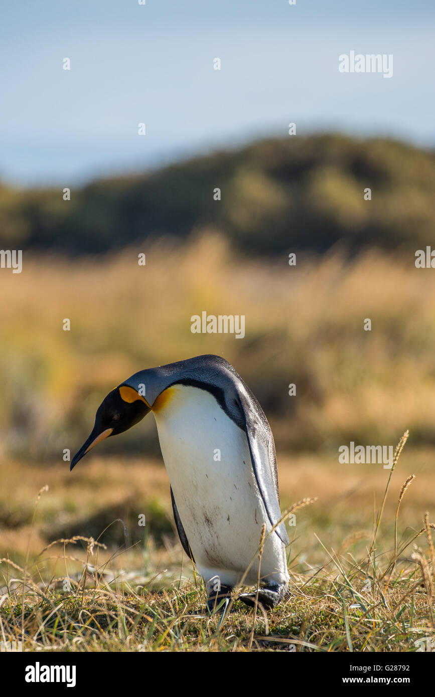 King Penguins Pinguino Rey Stock Photo - Alamy