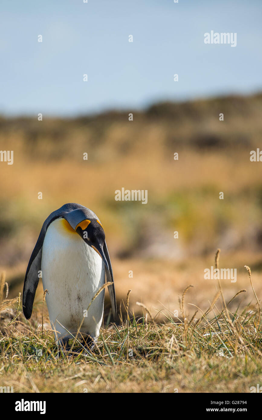 Rey pingüino hi-res stock photography and images - Alamy