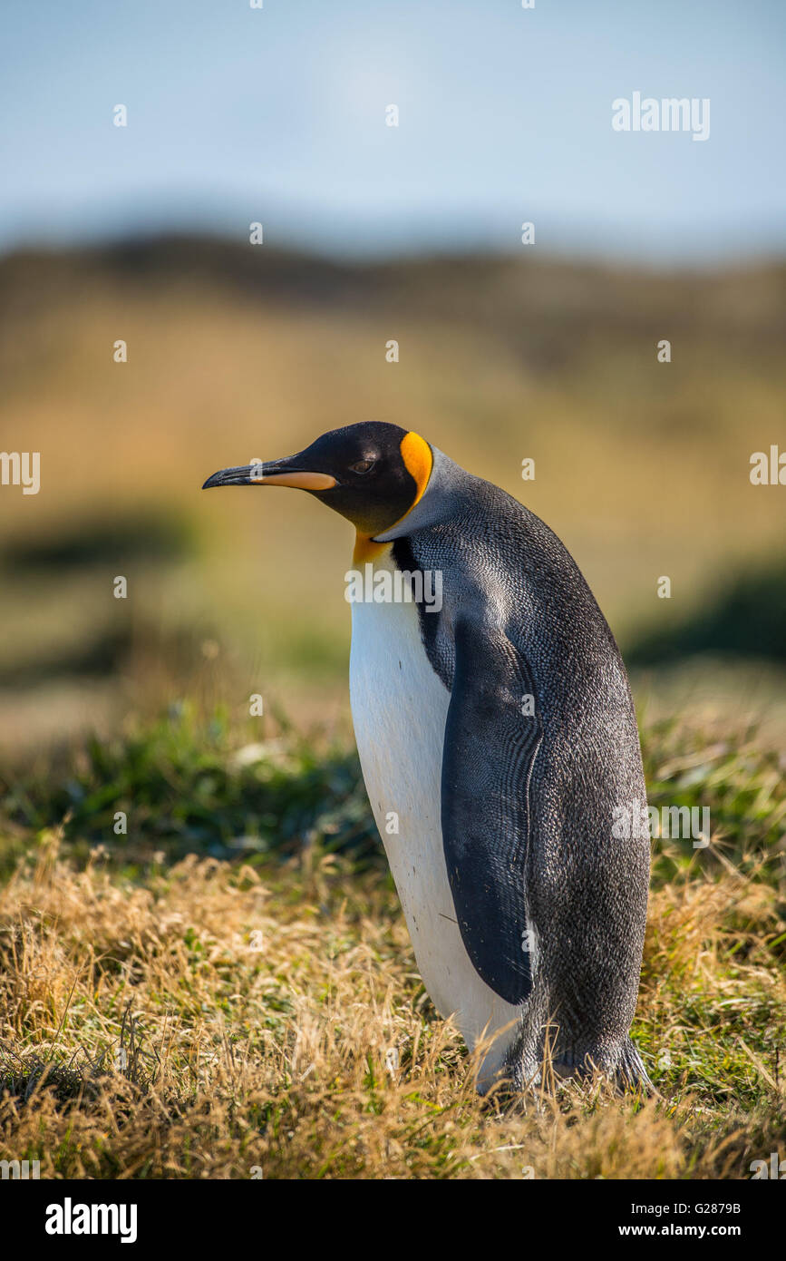 King Penguins Pinguino Rey Stock Photo - Alamy