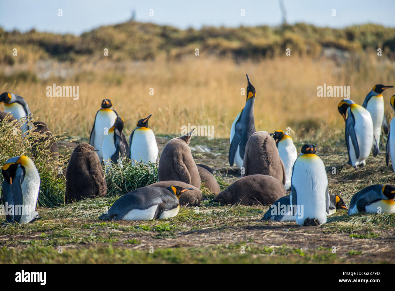 King Penguins Pinguino Rey Stock Photo - Alamy