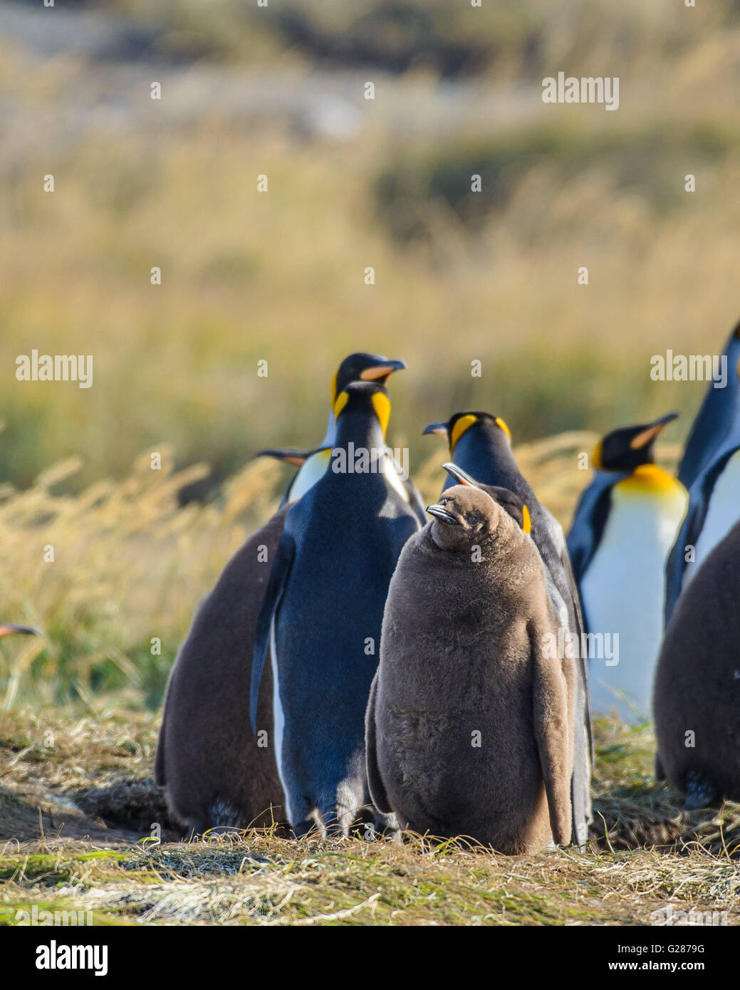 Pinguino rey patagonia hi-res stock photography and images - Alamy