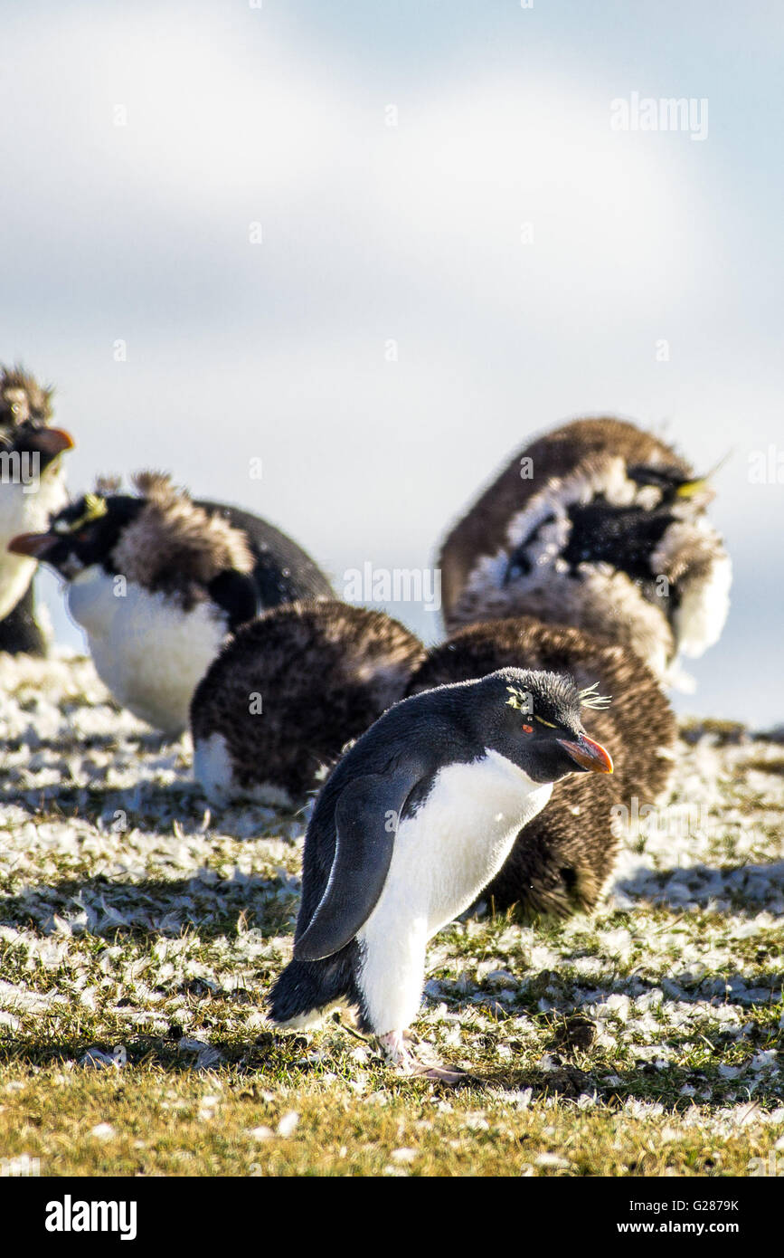Pinguino rock hopper hi-res stock photography and images - Alamy