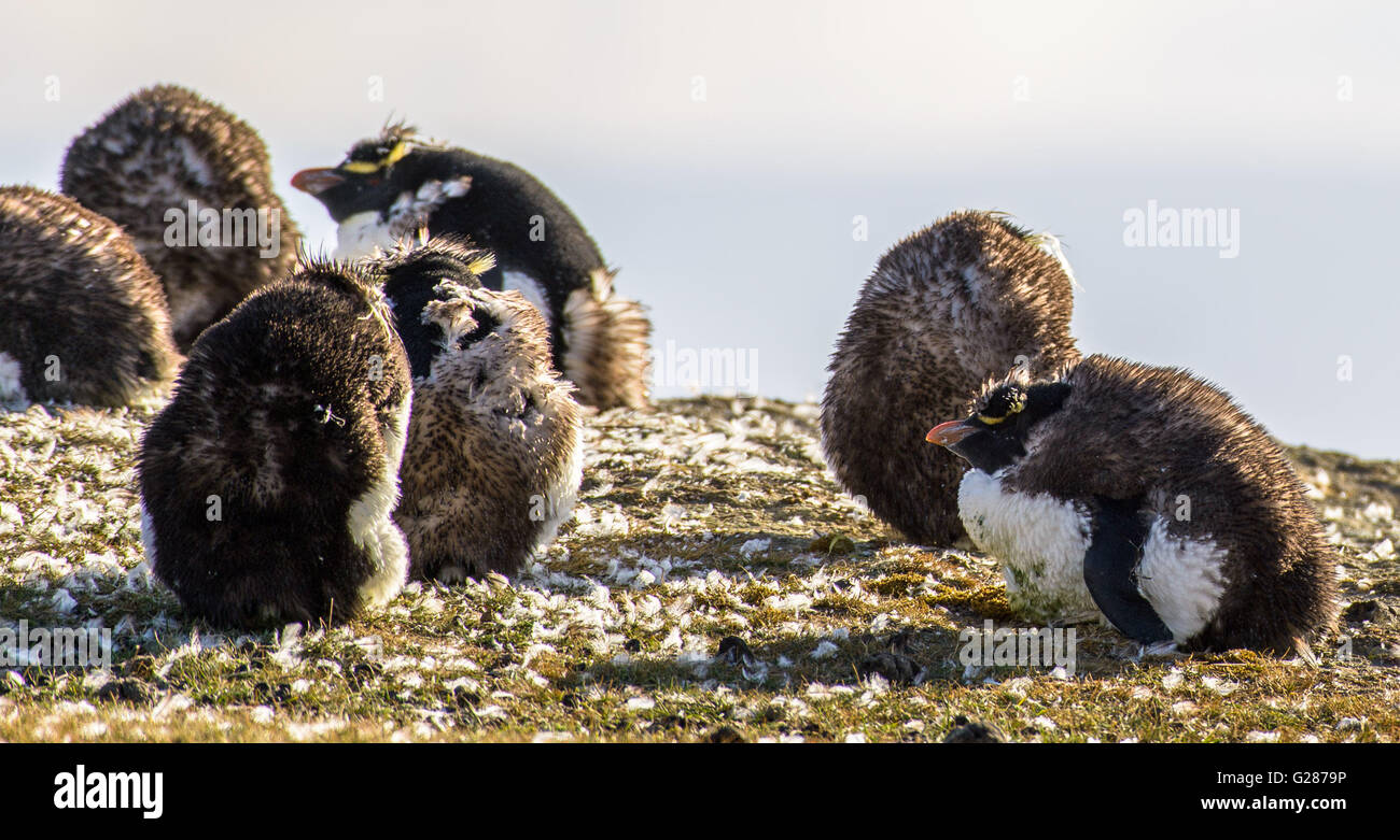 Rock Hopper Penguins Pinguino Stock Photo - Alamy