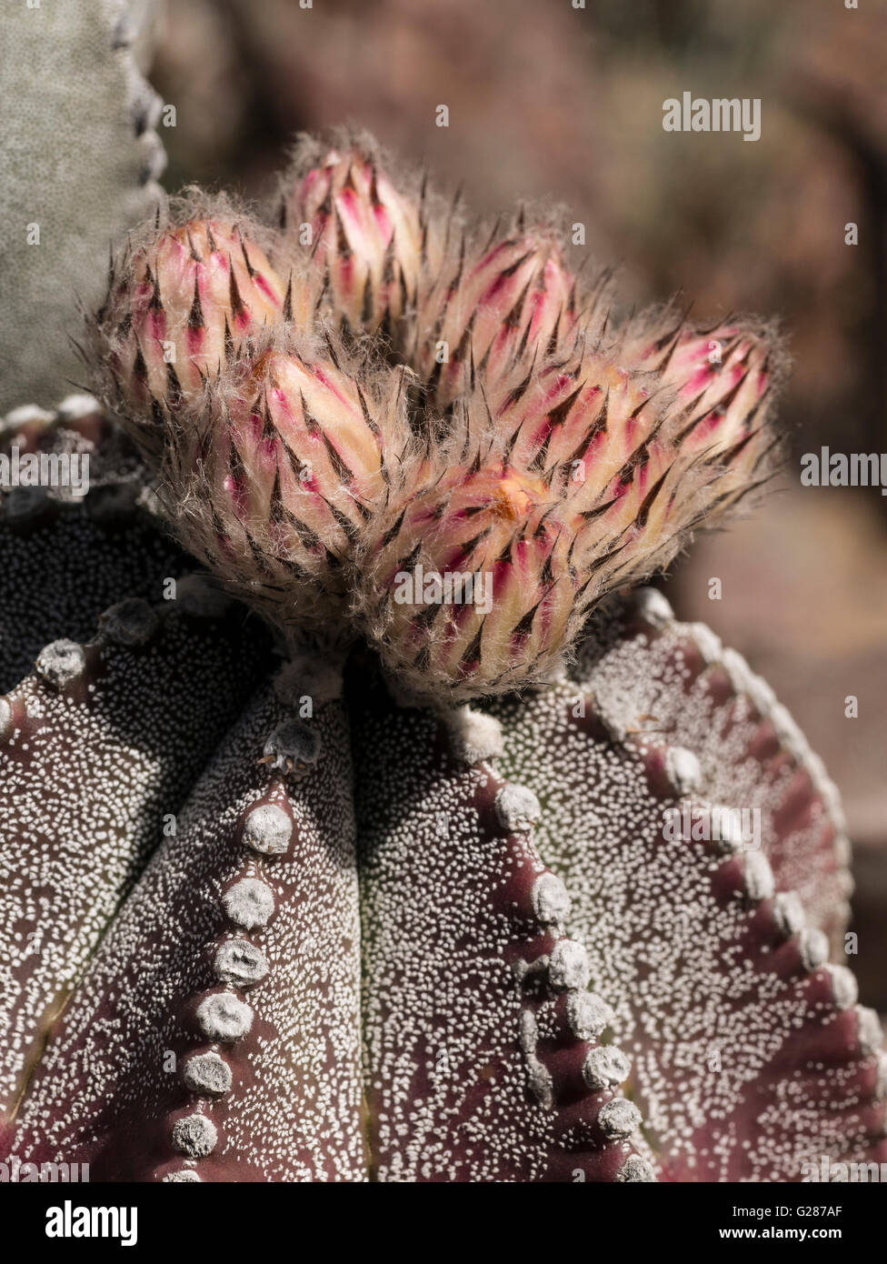 Bishop's Cap Cactus (Astrophytum myriostigma), Tucson Botanical Gardens ...