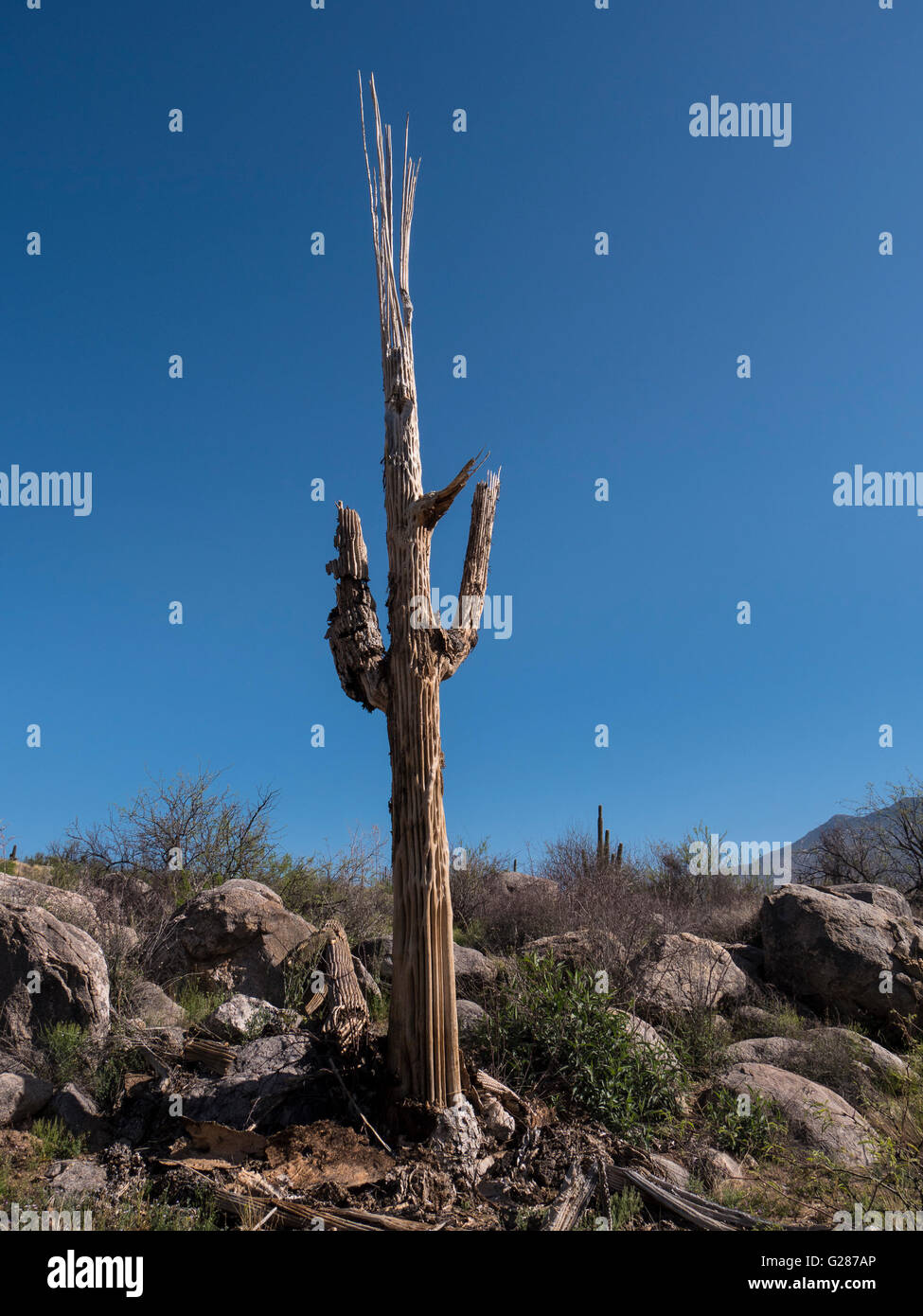 Saguaro skeleton, Catalina State Park, Tucson, Arizona Stock Photo - Alamy