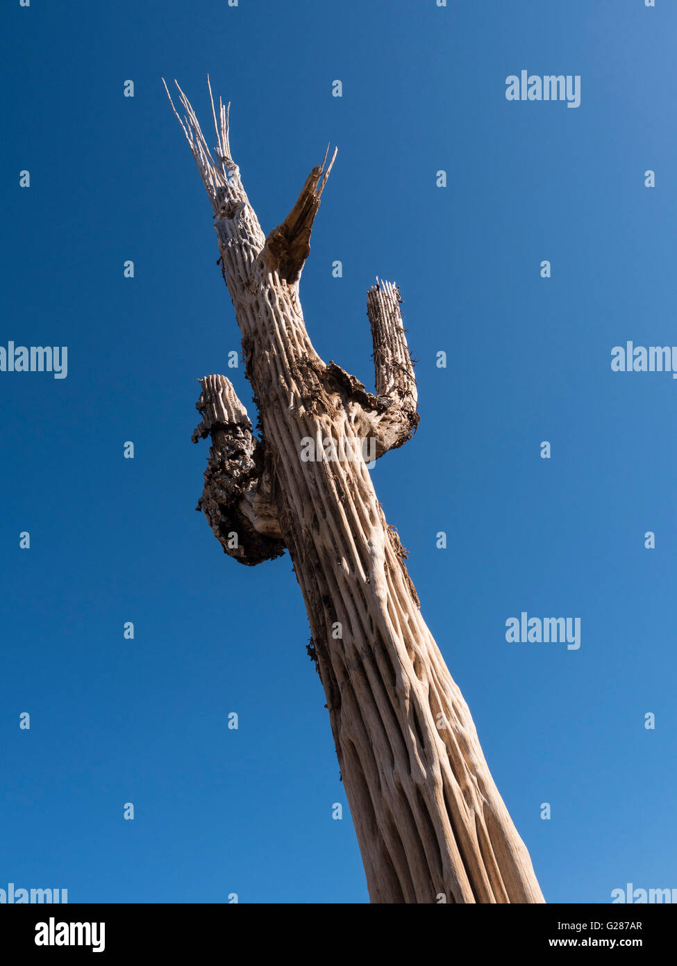 Saguaro skeleton, Catalina State Park, Tucson, Arizona Stock Photo - Alamy
