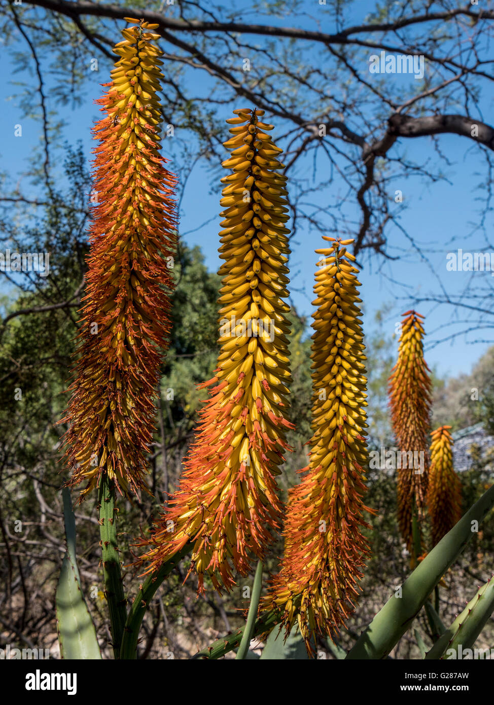 Cape Aloe blossoms (Aloe ferox), Tucson Botanical Gardens, Tucson ...