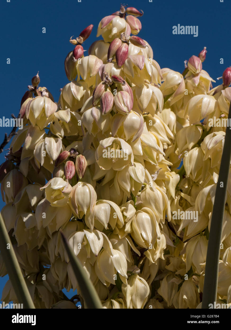 Torrey Yucca (Yucca torreyi) blossom, Chisos Basin Campround, Big Bend ...
