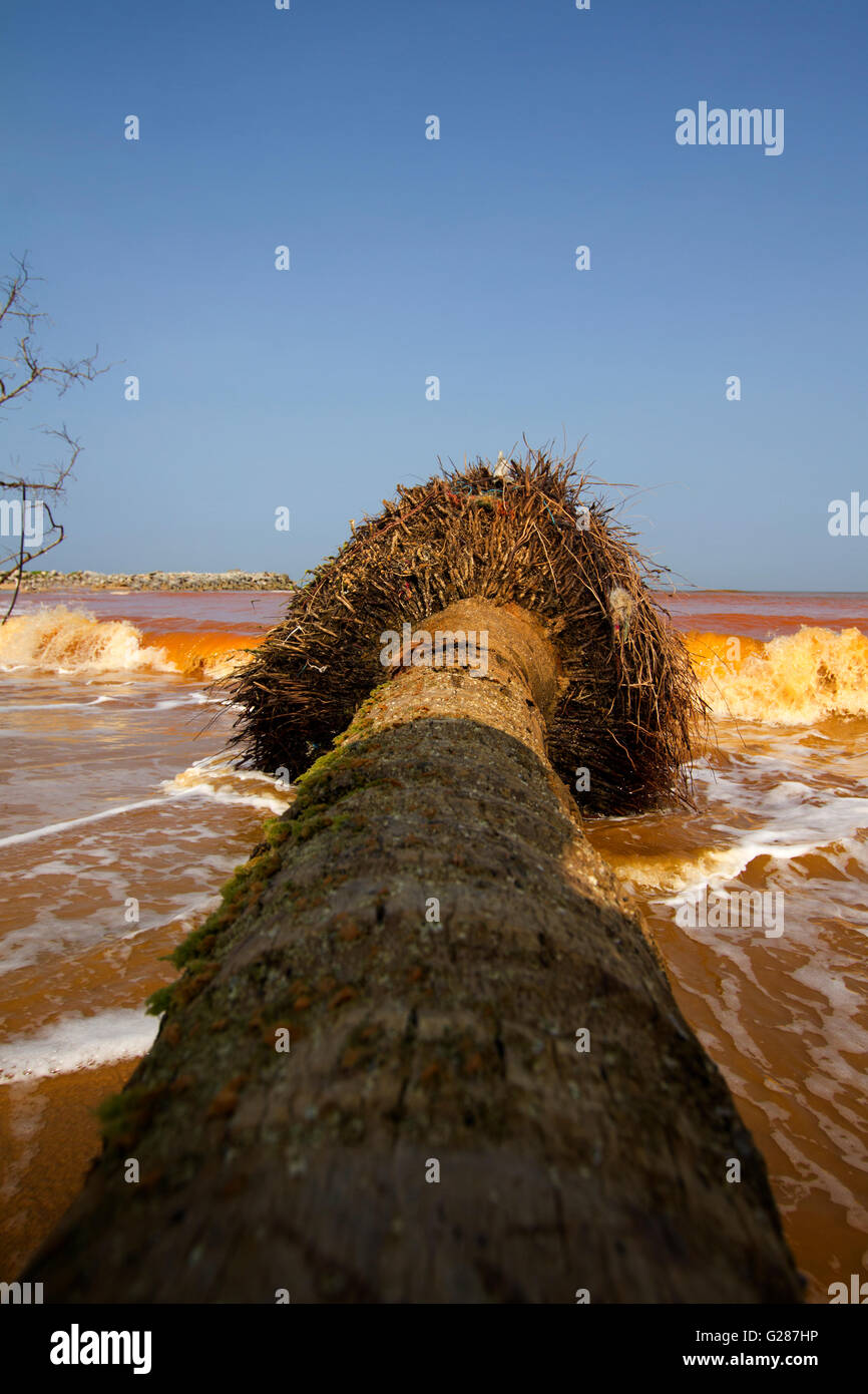 Old coconut tree on wild red beach in deserted island with blue sky ...