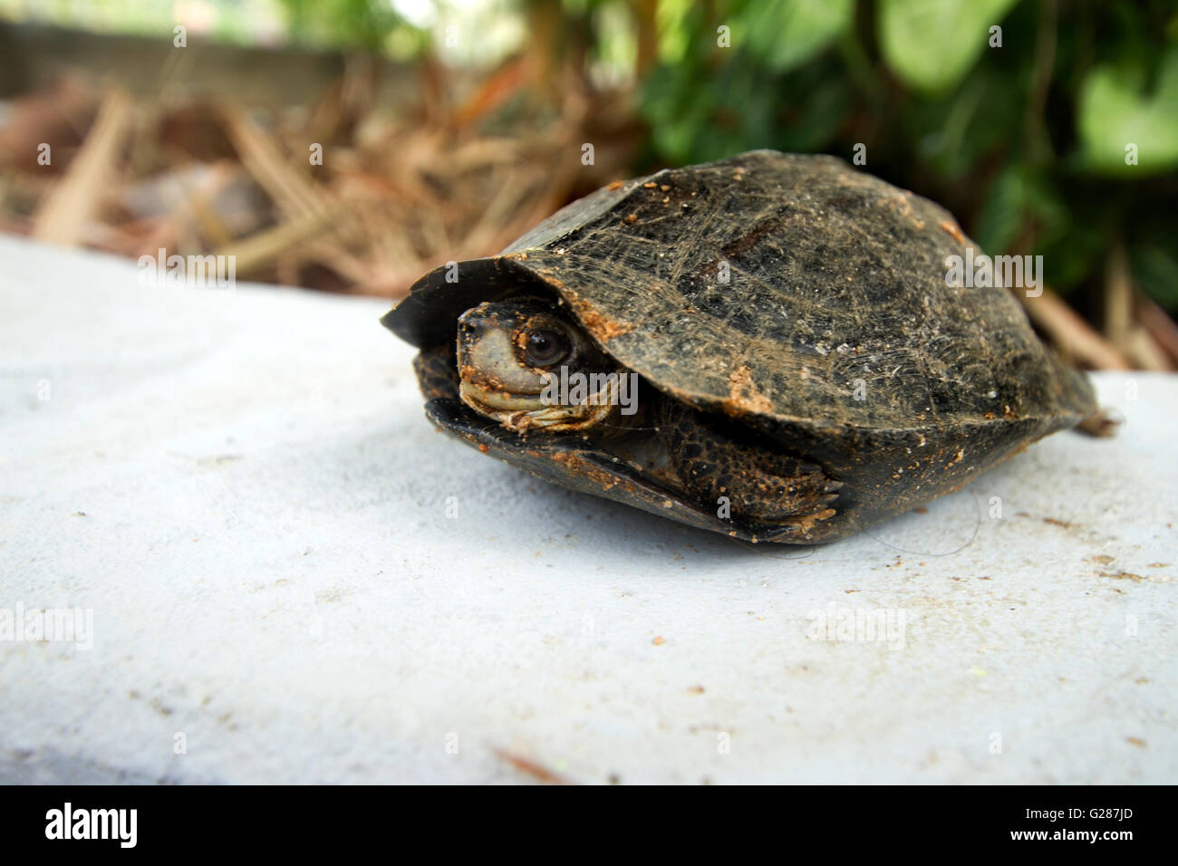 Baby sea turtle face hi-res stock photography and images - Alamy