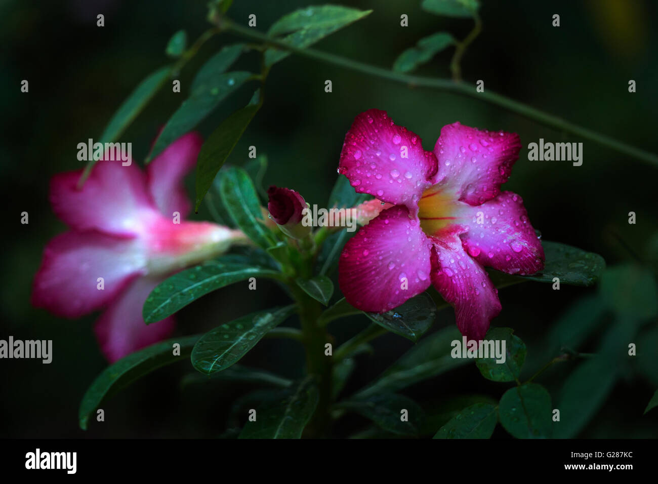 Red Desert Flower, adenium Stock Photo - Alamy