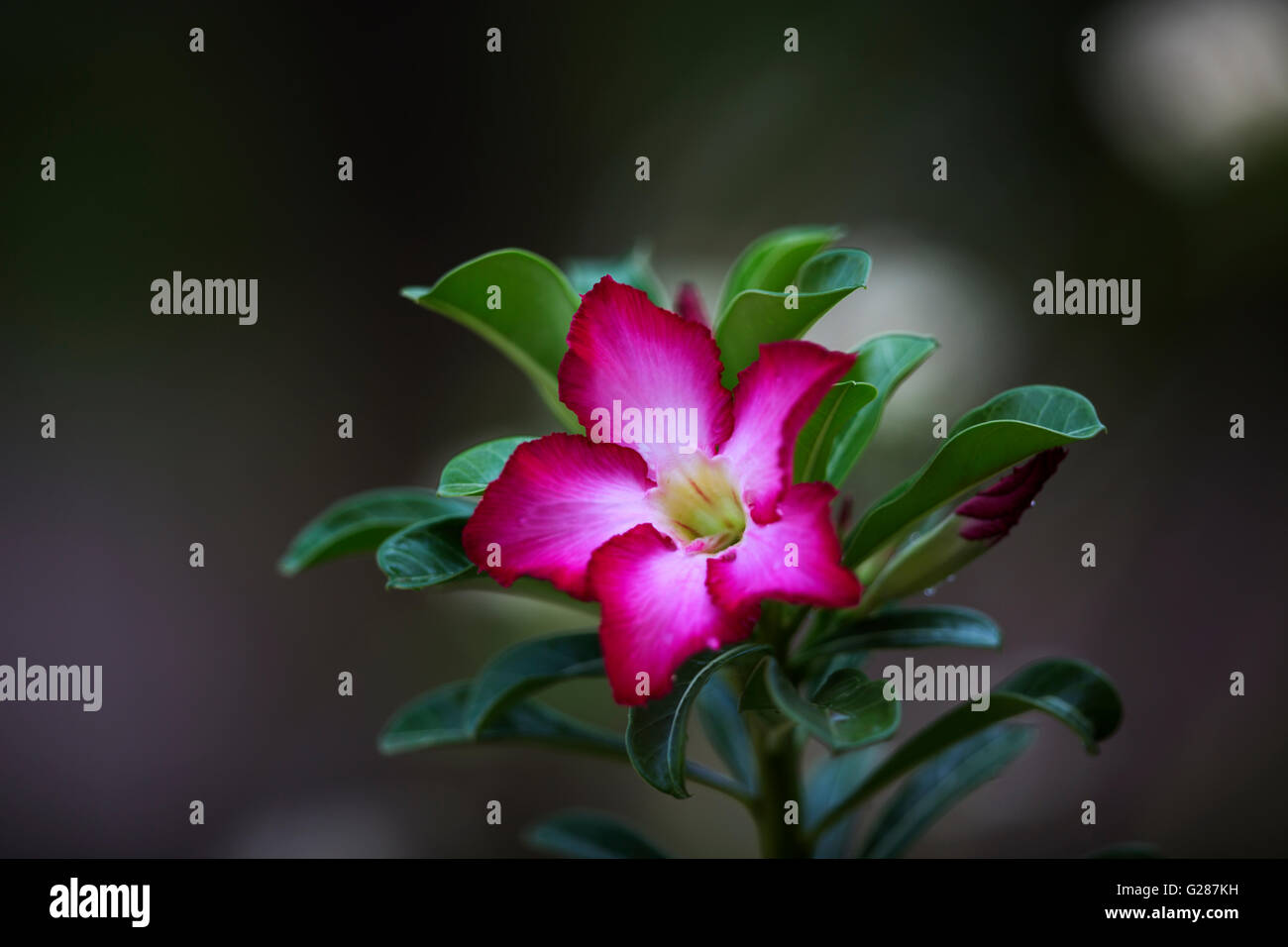Red Desert Flower, adenium Stock Photo - Alamy