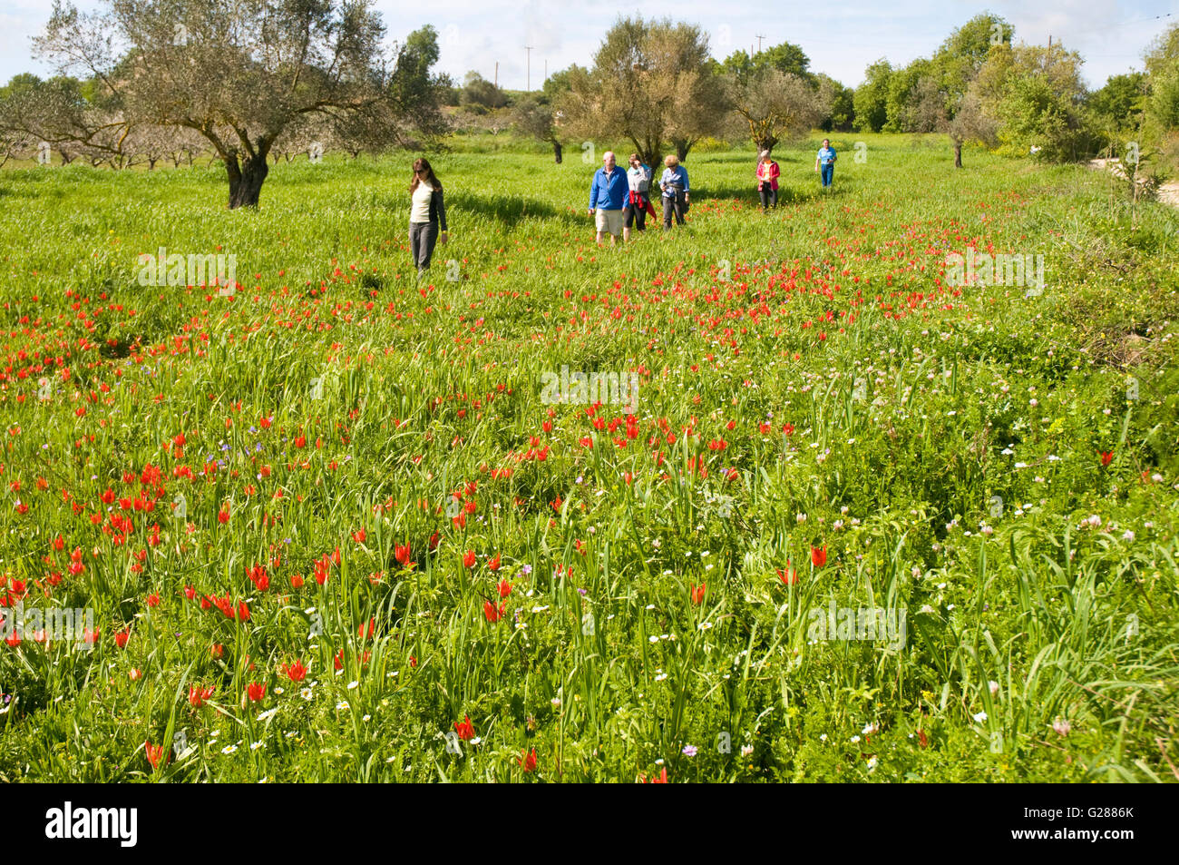 Guided tour through the field of endangered wild tulips at Polemi ...