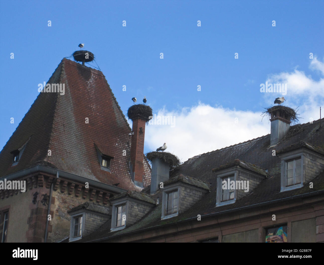 Storks nesting on the roof of the town hall, Munster, Alsace, France ...