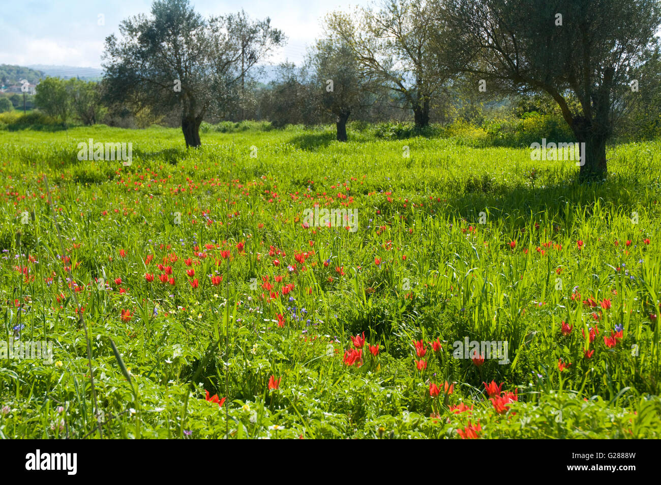 Last field of endangered wild tulips at Polemi, Cyprus is protected and ...