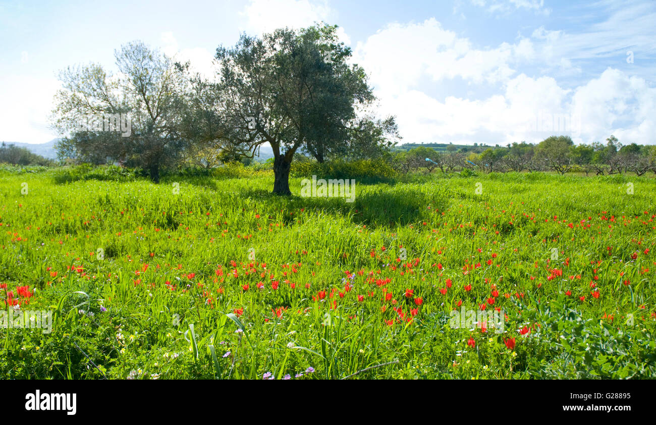 Tulipa cypria red flowers rare botanical iucn red list phylum hi-res ...