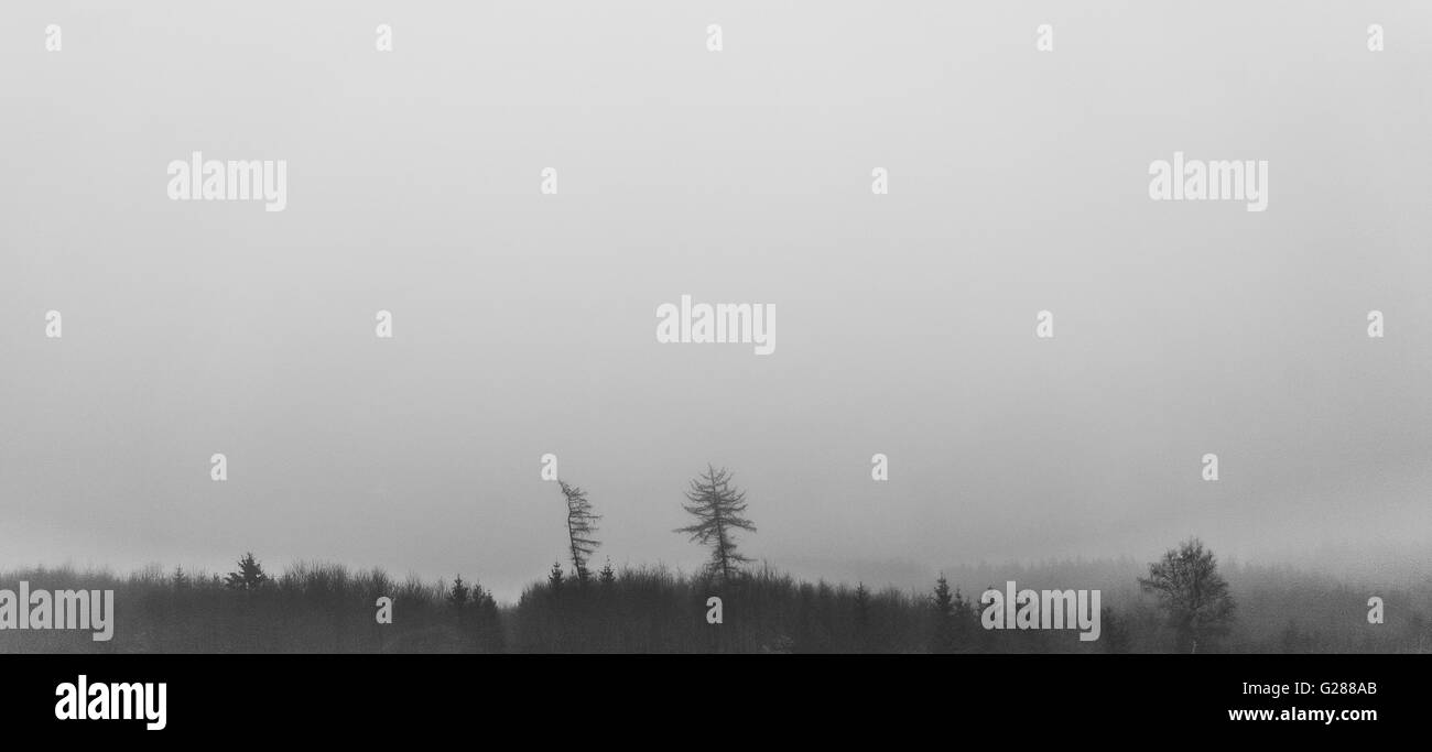 Spring misty morning in Black and White Stock Photos & Images - Alamy