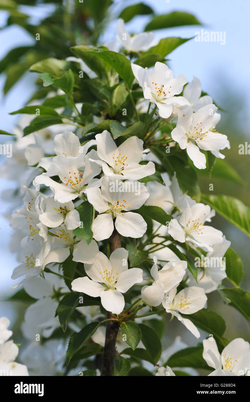 Spring flowers of apple tree Stock Photo - Alamy