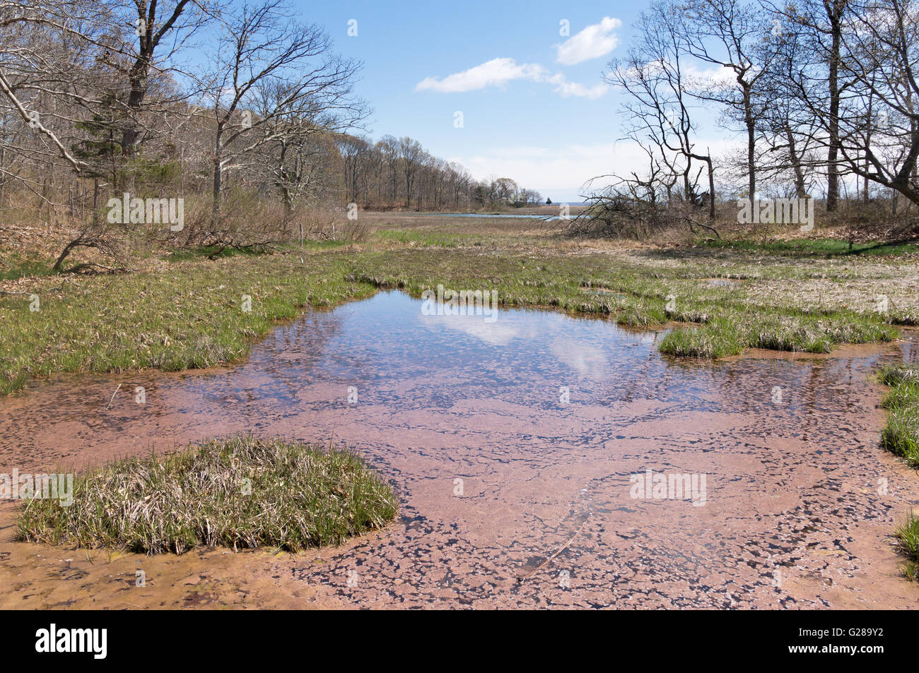 Salt marsh preserve hi-res stock photography and images - Alamy
