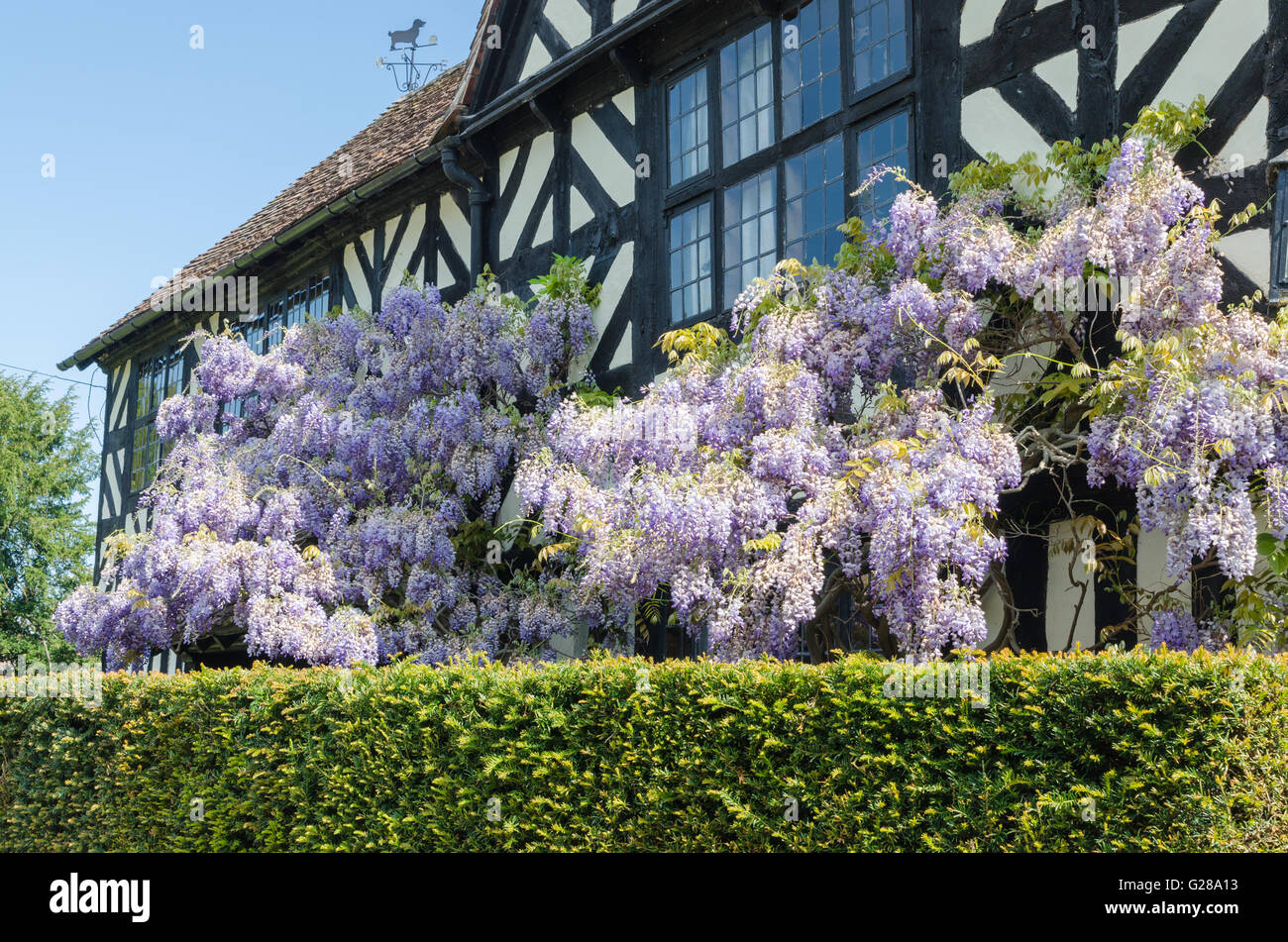 Wisteria on house hi-res stock photography and images - Alamy