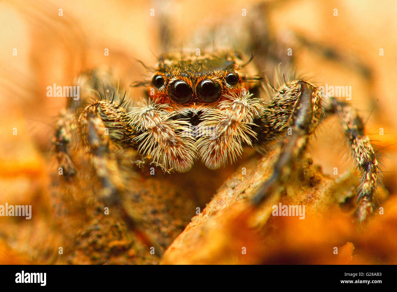Sand spider hi-res stock photography and images - Alamy
