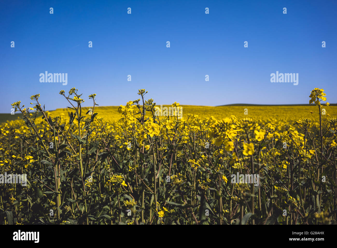 Foodgrade hi-res stock photography and images - Alamy