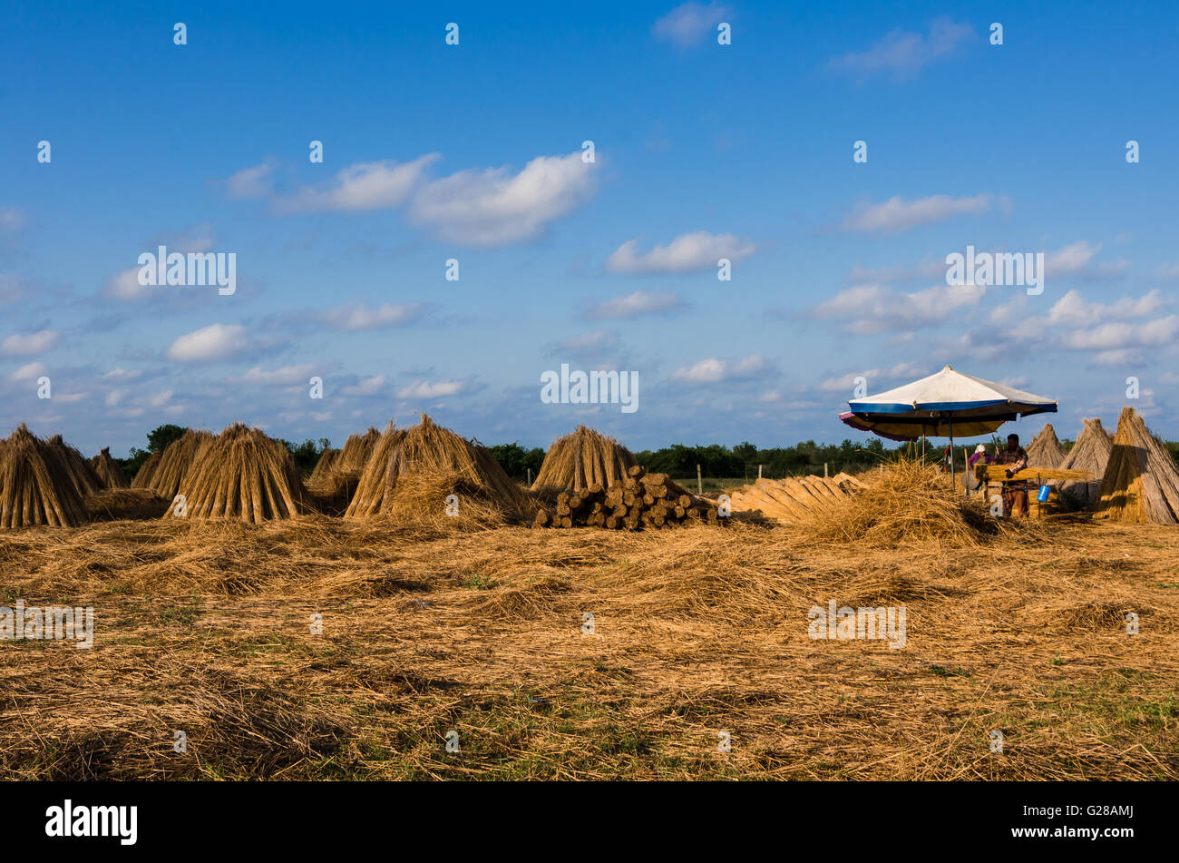 Reed bundles hi-res stock photography and images - Alamy