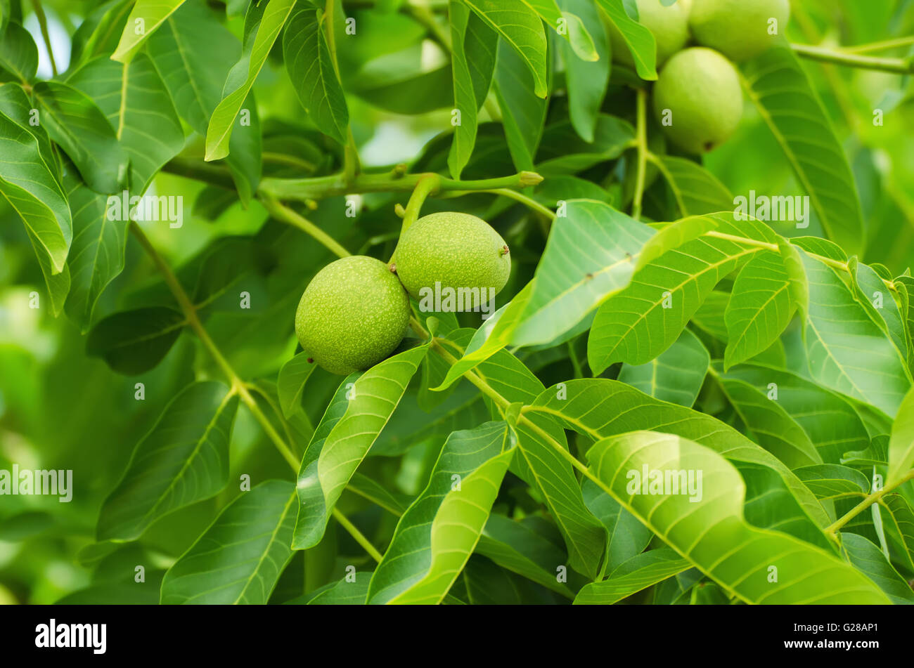 Green walnut fruits Stock Photo - Alamy
