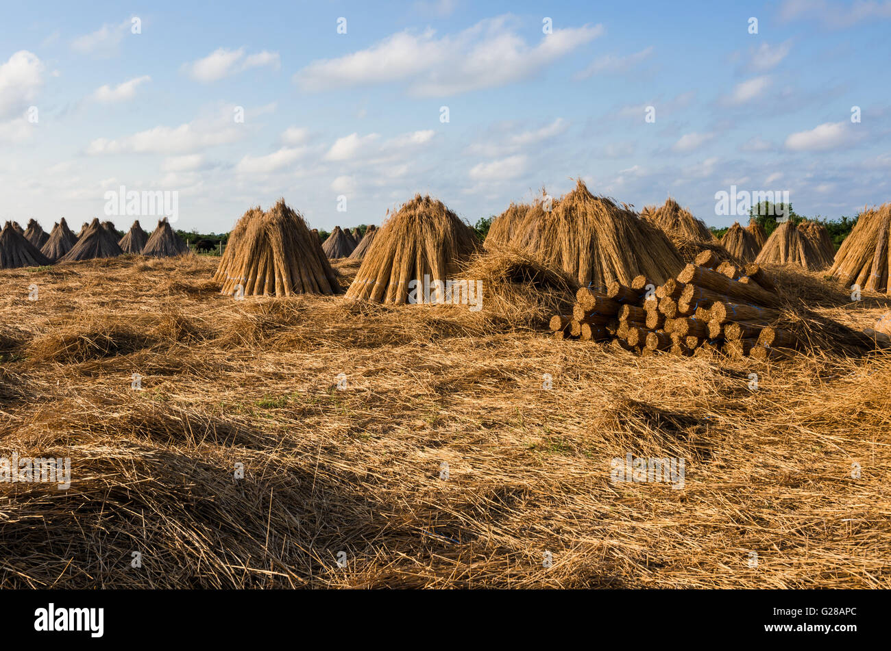 Bundles thatch grass hi-res stock photography and images - Alamy