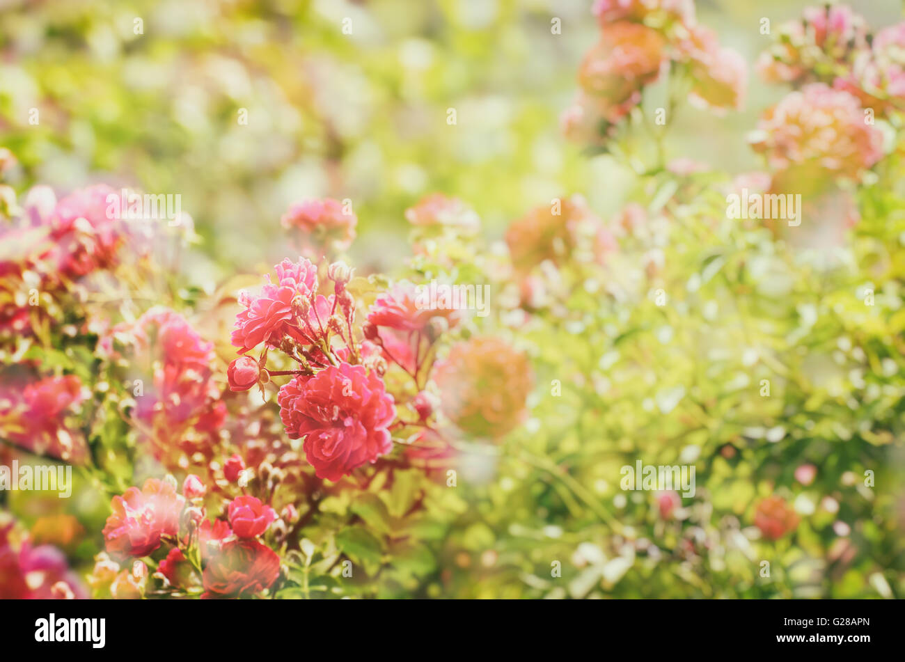 Red roses garden Stock Photo - Alamy